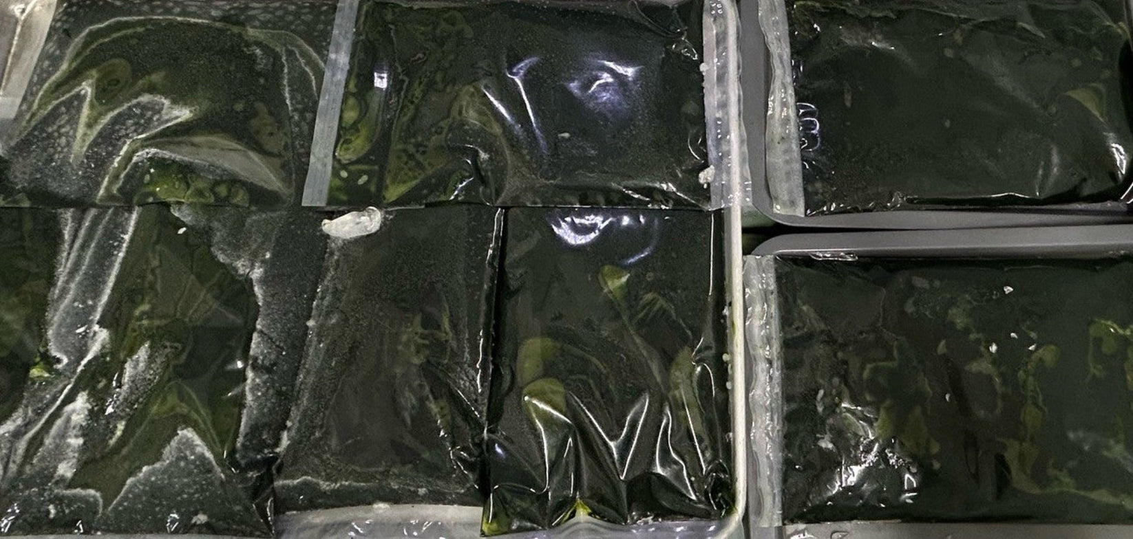 Nannochloropsis oculata Algae – Biotech Aquatica